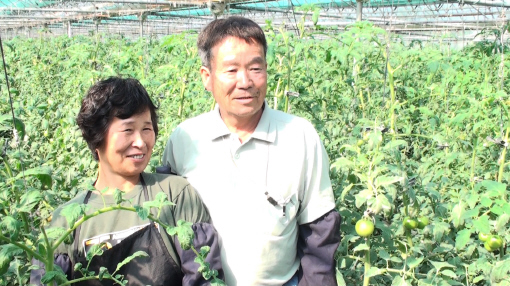 오이 토마토 혼작으로 연작장애 극복하다!