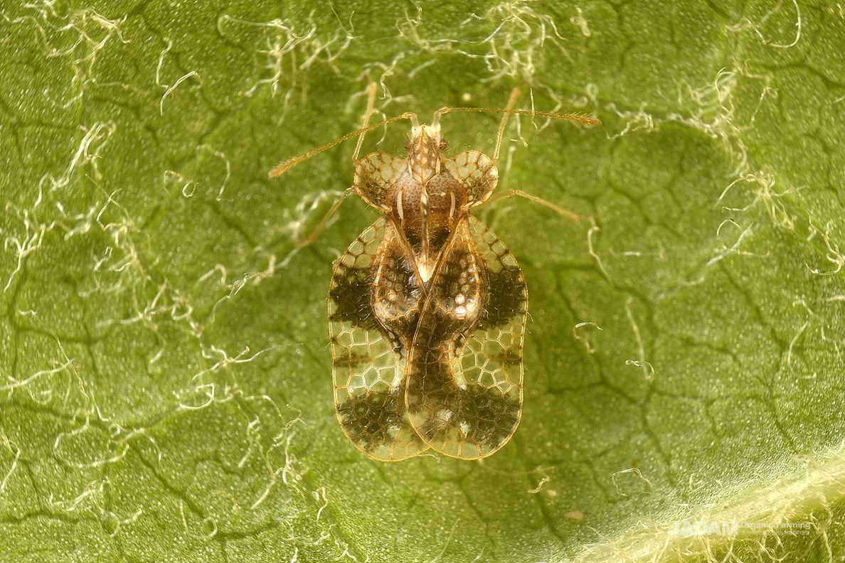 버드나무 방패와 브룩 방패