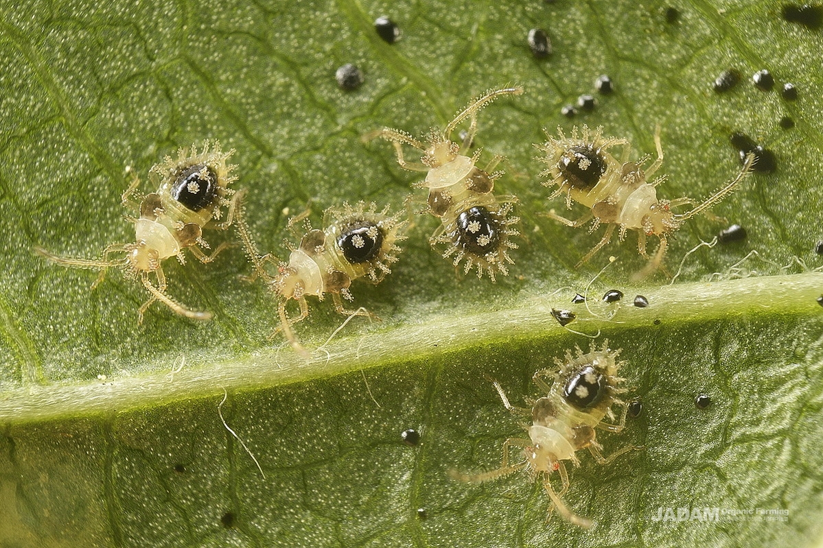 버드나무 방패와 브룩 방패