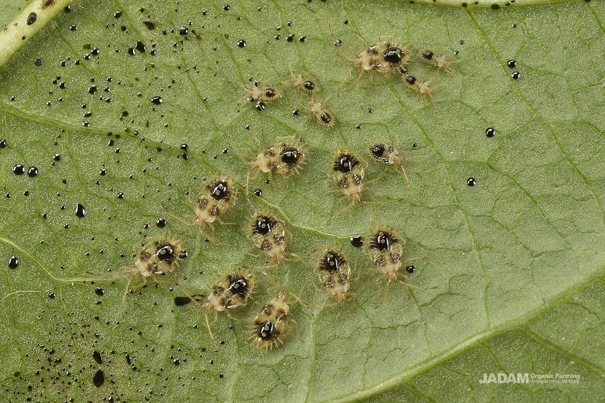 버드나무 방패와 브룩 방패